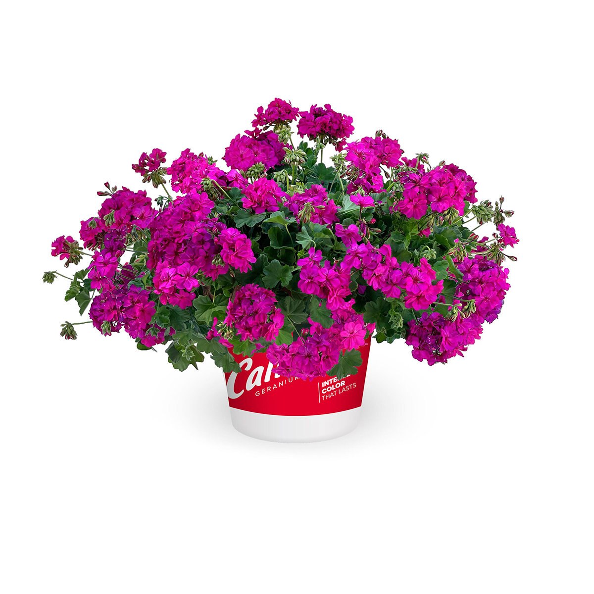 Pelargonium Interspecific Calliope Cascade Violet Geran | SiteOne