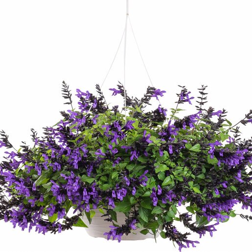 Salvia X Guaranitica Bodacious Hummingbird Falls Salvia | SiteOne