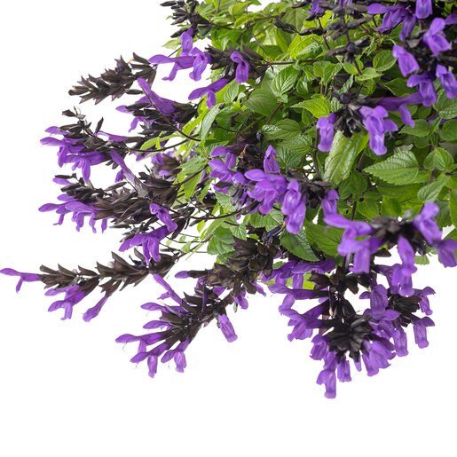 Salvia X Guaranitica Bodacious Hummingbird Falls Salvia | SiteOne