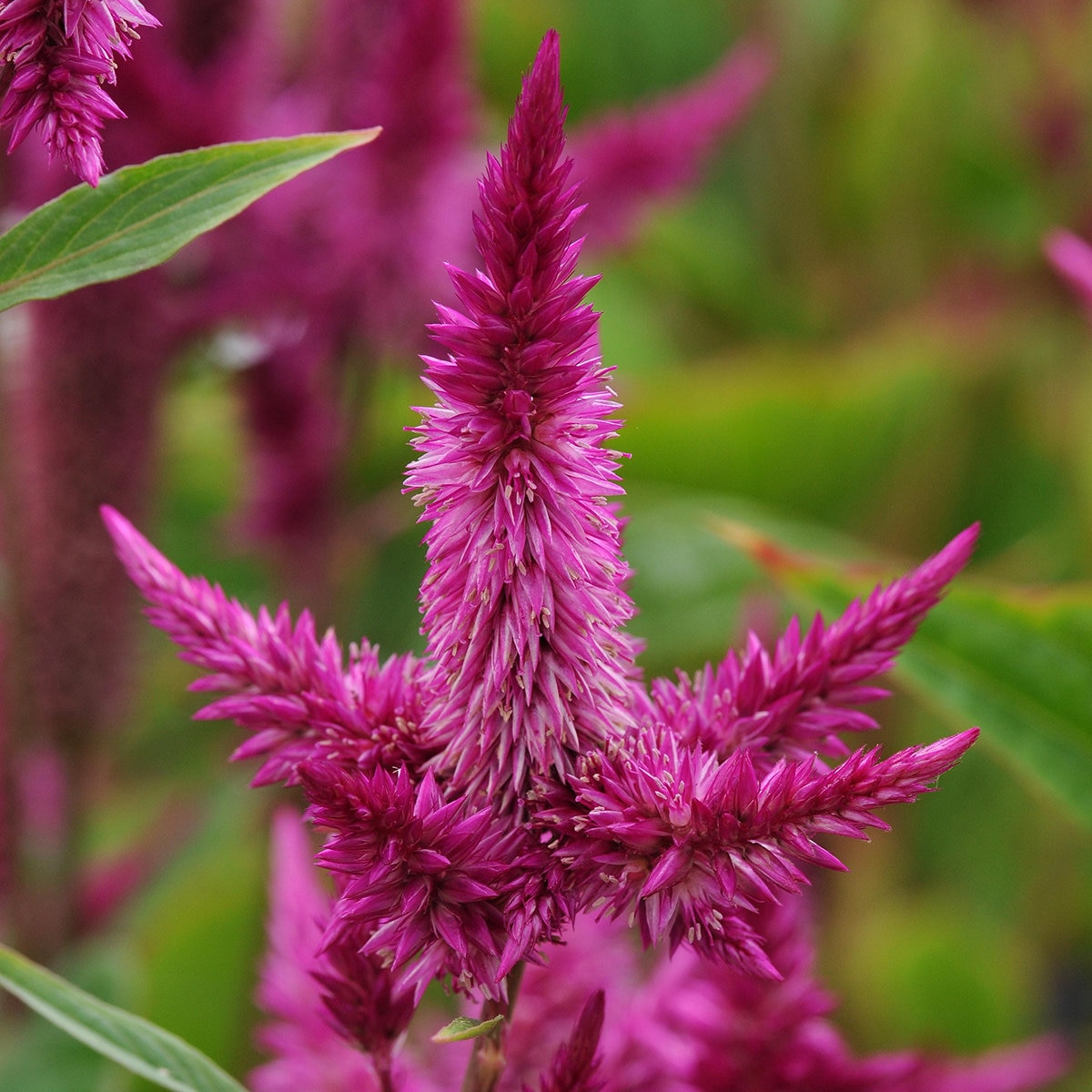 Celosia Argentea var. Spicata Celway Purple Cockscomb | SiteOne