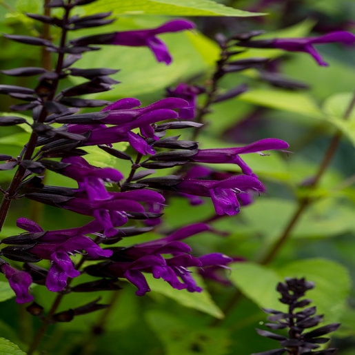 Salvia X Guarantitica Bodacious Smokey Jazz Salvia | SiteOne