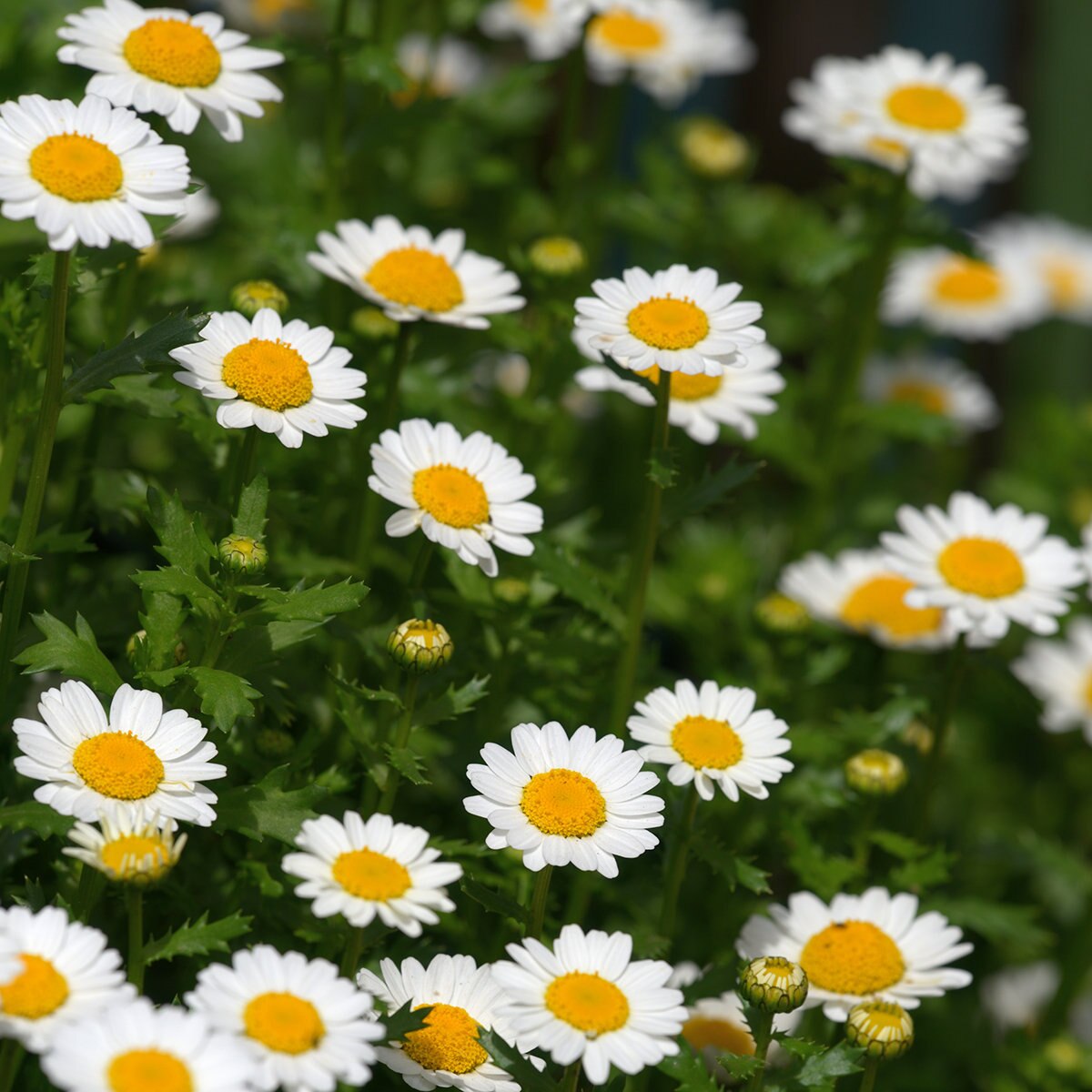 Leucanthemum Paludosum Creeping Daisy | SiteOne