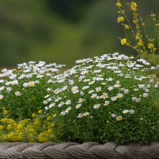 Leucanthemum Paludosum Creeping Daisy | SiteOne