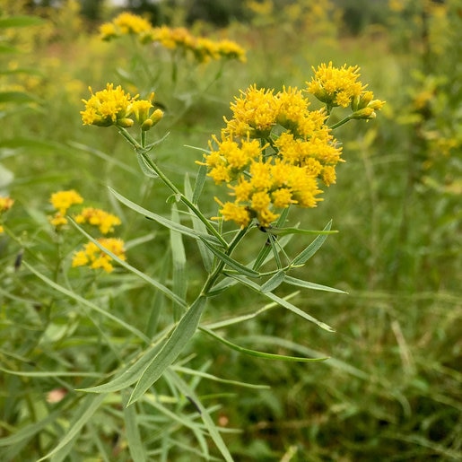 Euthamia Graminfolia Grass-Leaved Goldenrod | SiteOne