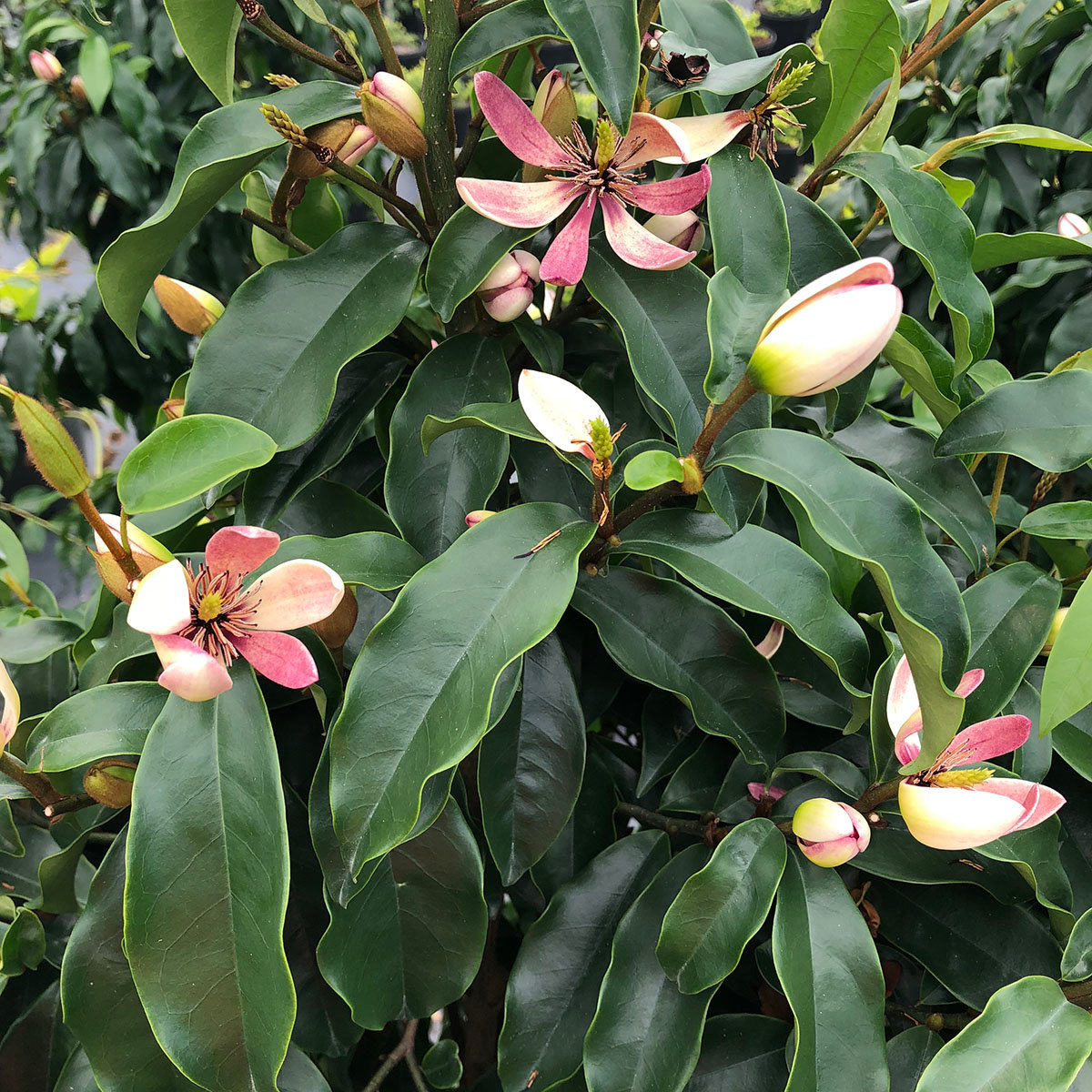 Magnolia X Figo Stellar Ruby Banana Shrub | SiteOne