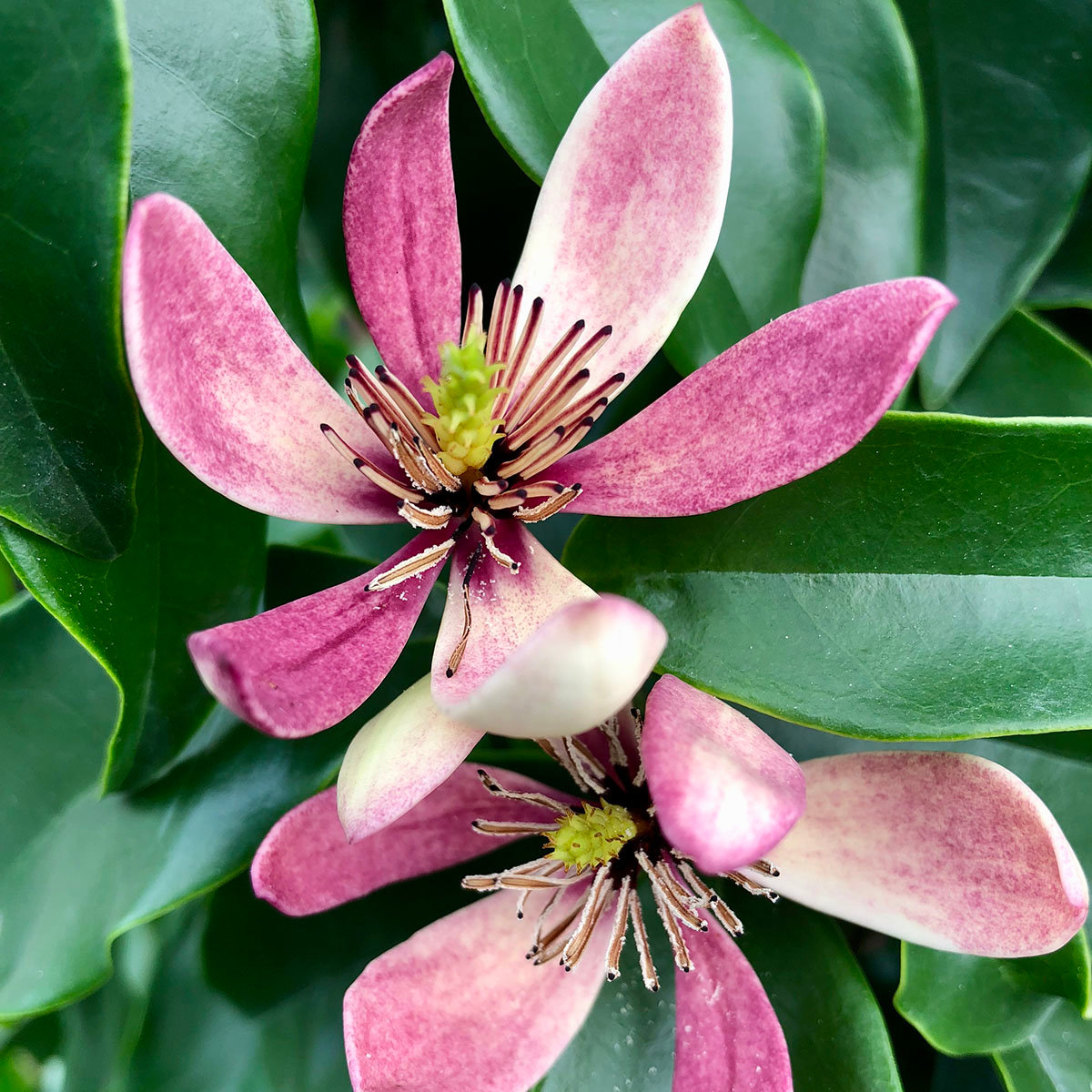 Magnolia X Figo Stellar Ruby Banana Shrub | SiteOne