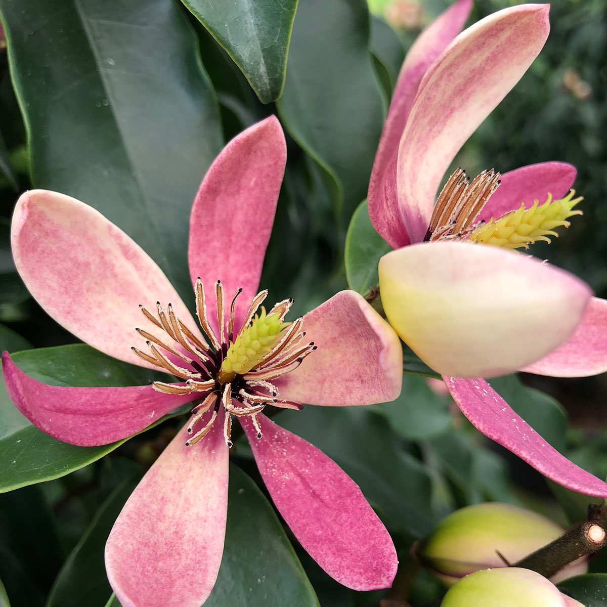Magnolia X Figo Stellar Ruby Banana Shrub | SiteOne