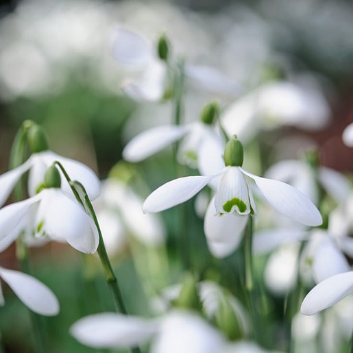Galanthus Bulb Nivalis Common Snowdrops | SiteOne