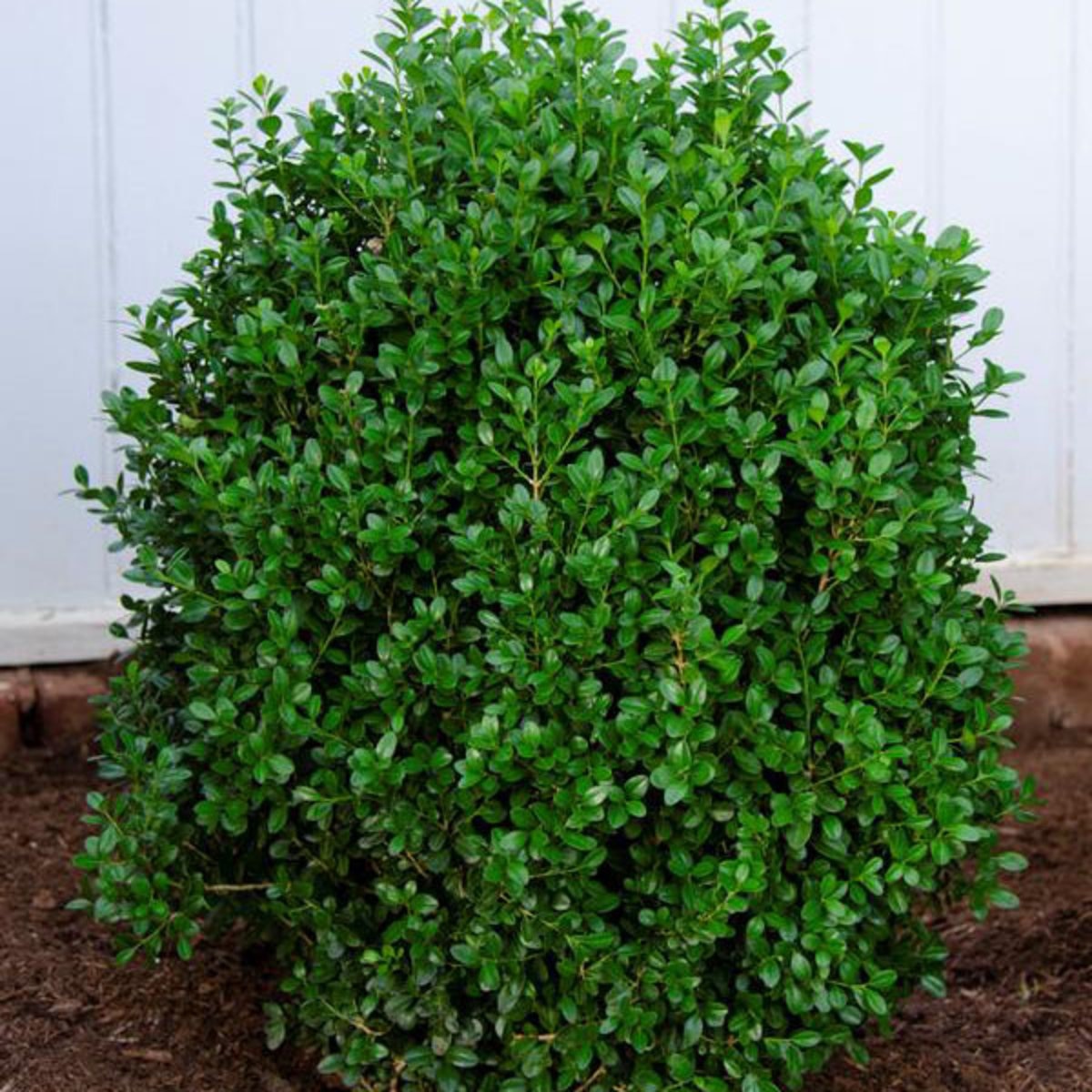 Buxus X NewGen Freedom Boxwood | SiteOne