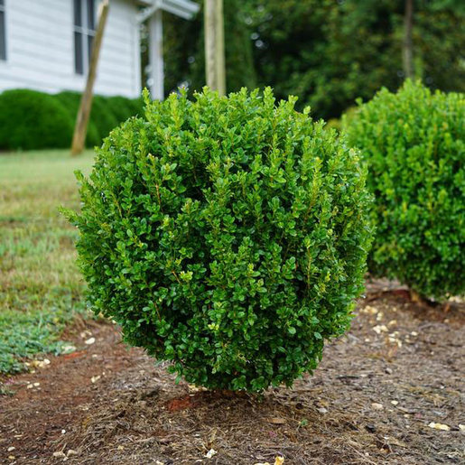 Buxus X NewGen Freedom Boxwood | SiteOne