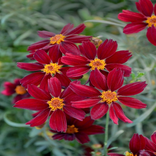 Coreopsis X Red Satin Tickseed | SiteOne