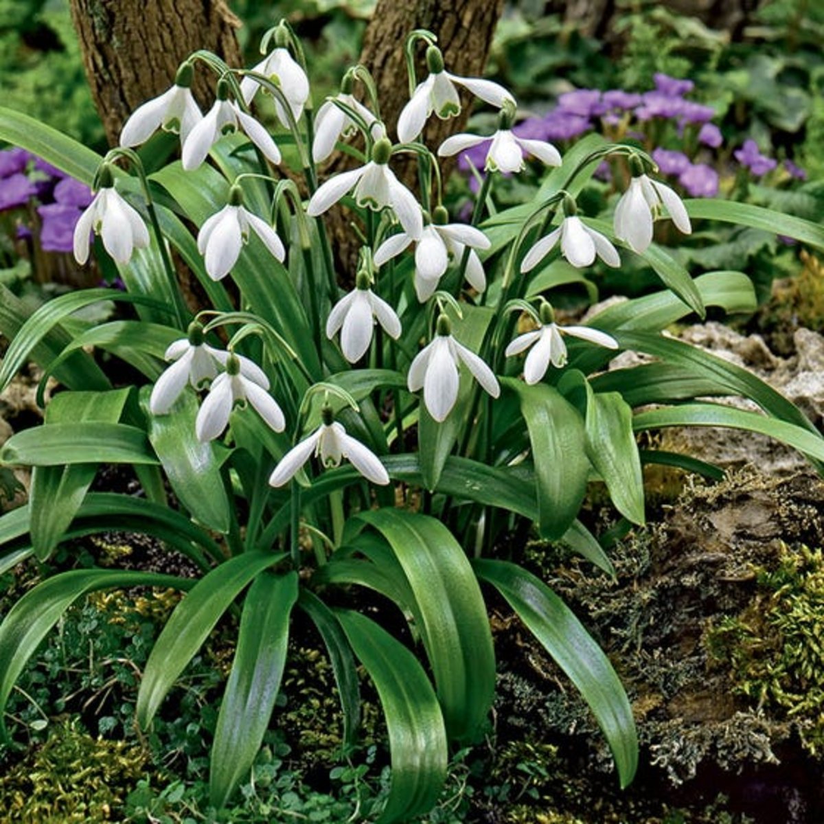 Galanthus Bulb Woronowii Green Snowdrops | SiteOne