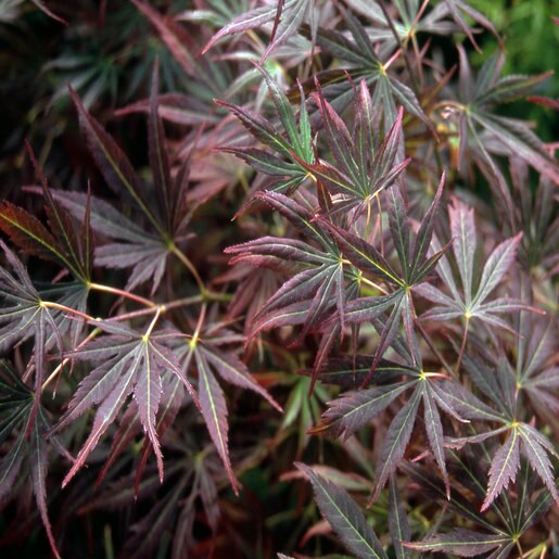 Acer Palmatum Linearilobum Villa Taranto Japanese Maple | SiteOne