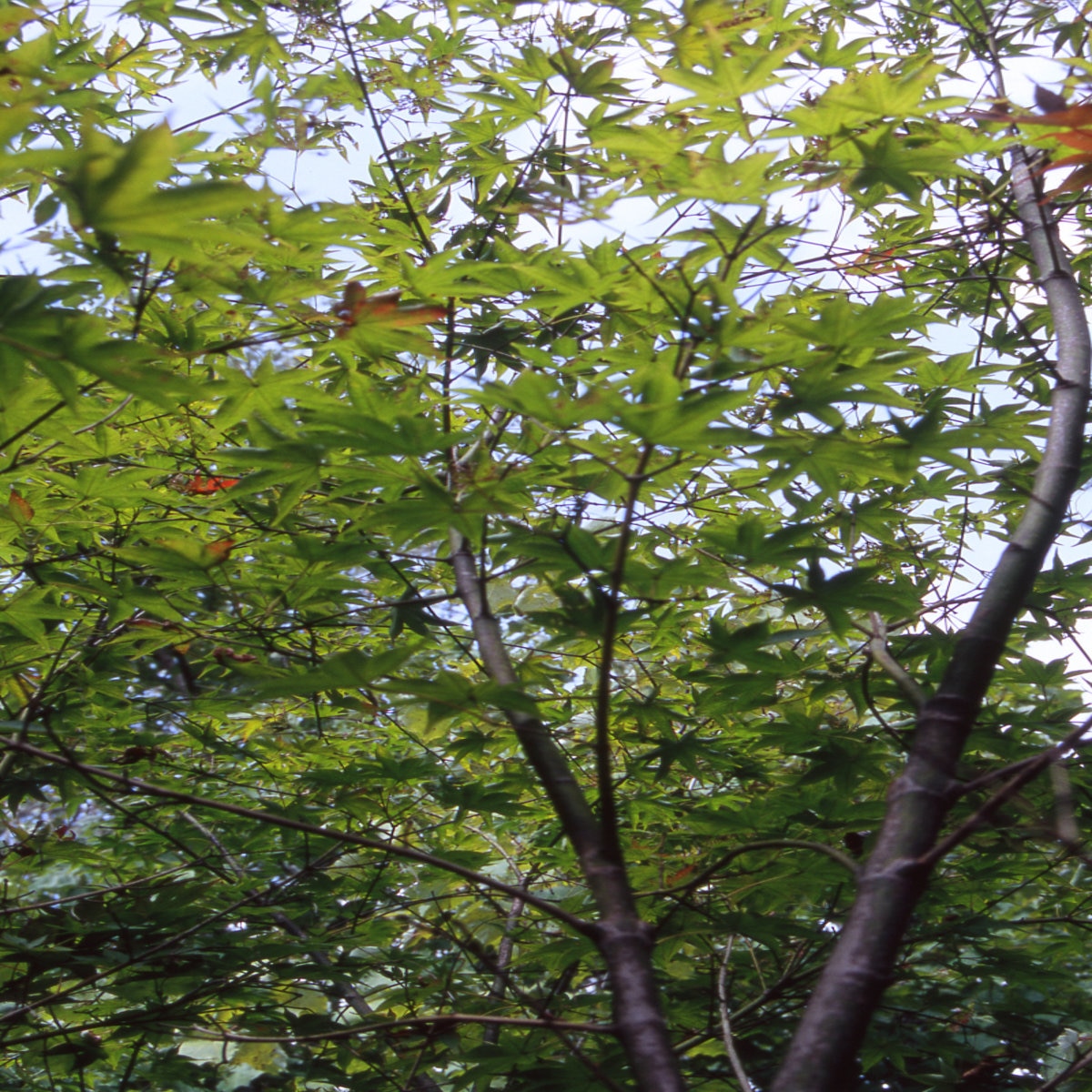 Acer Palmatum Linearilobum Villa Taranto Japanese Maple | SiteOne