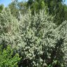 Leucophyllum Frutescens Silverado Texas Sage | SiteOne