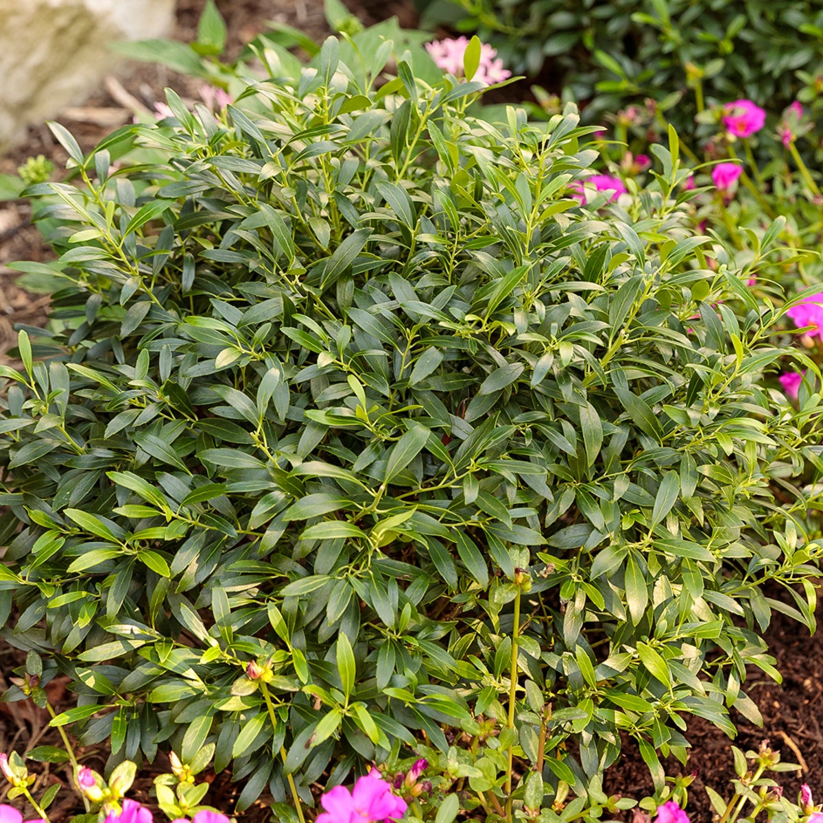 Ilex Glabra Color Choice Gem Box Inkberry Holly | SiteOne