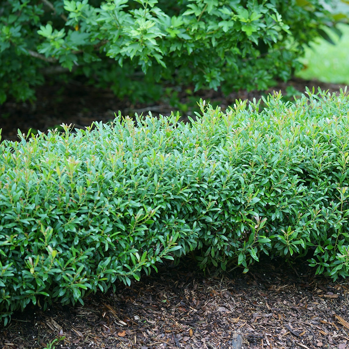Ilex Glabra Color Choice Gem Box Inkberry Holly | SiteOne