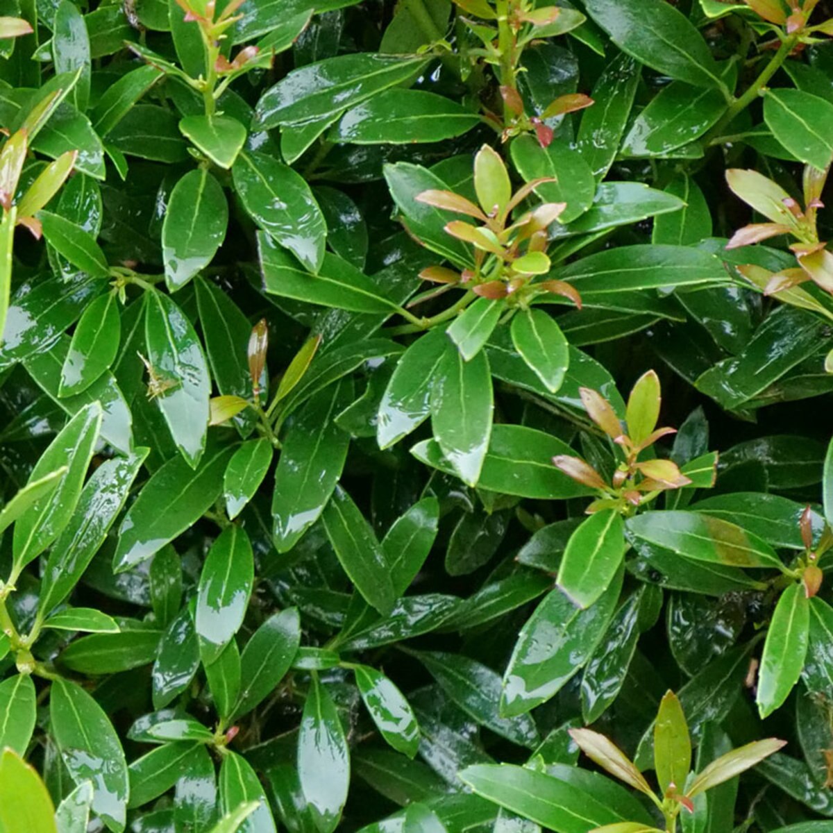 Ilex Glabra Color Choice Gem Box Inkberry Holly | SiteOne