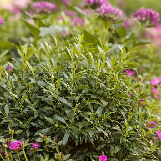 Ilex Glabra Color Choice Gem Box Inkberry Holly | SiteOne