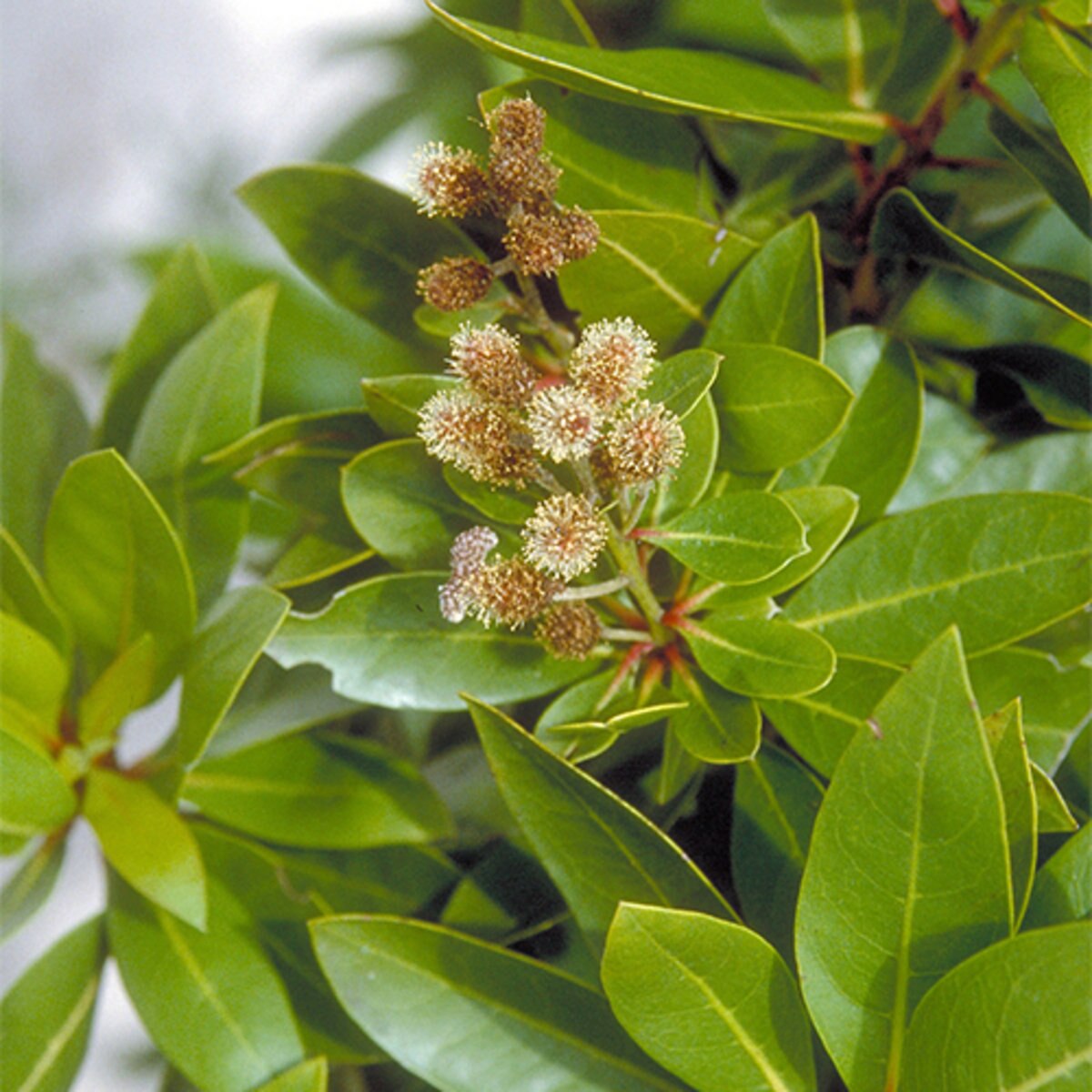 Conocarpus Erectus Button Mangrove | SiteOne