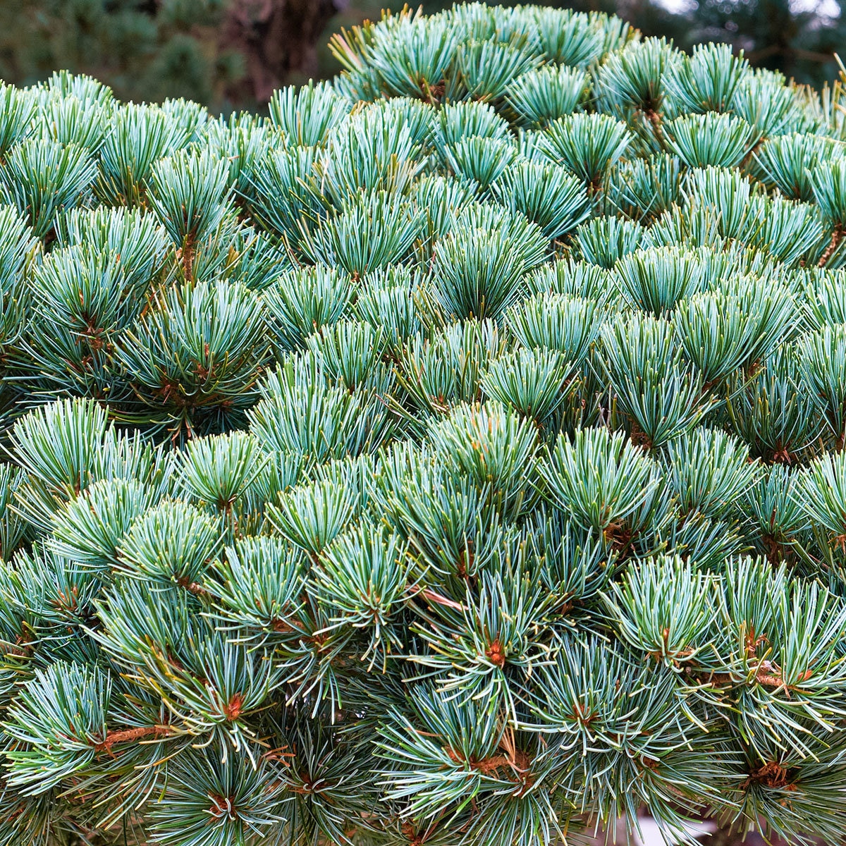 Pinus Parviflora Negishi Japanese White Pine | SiteOne
