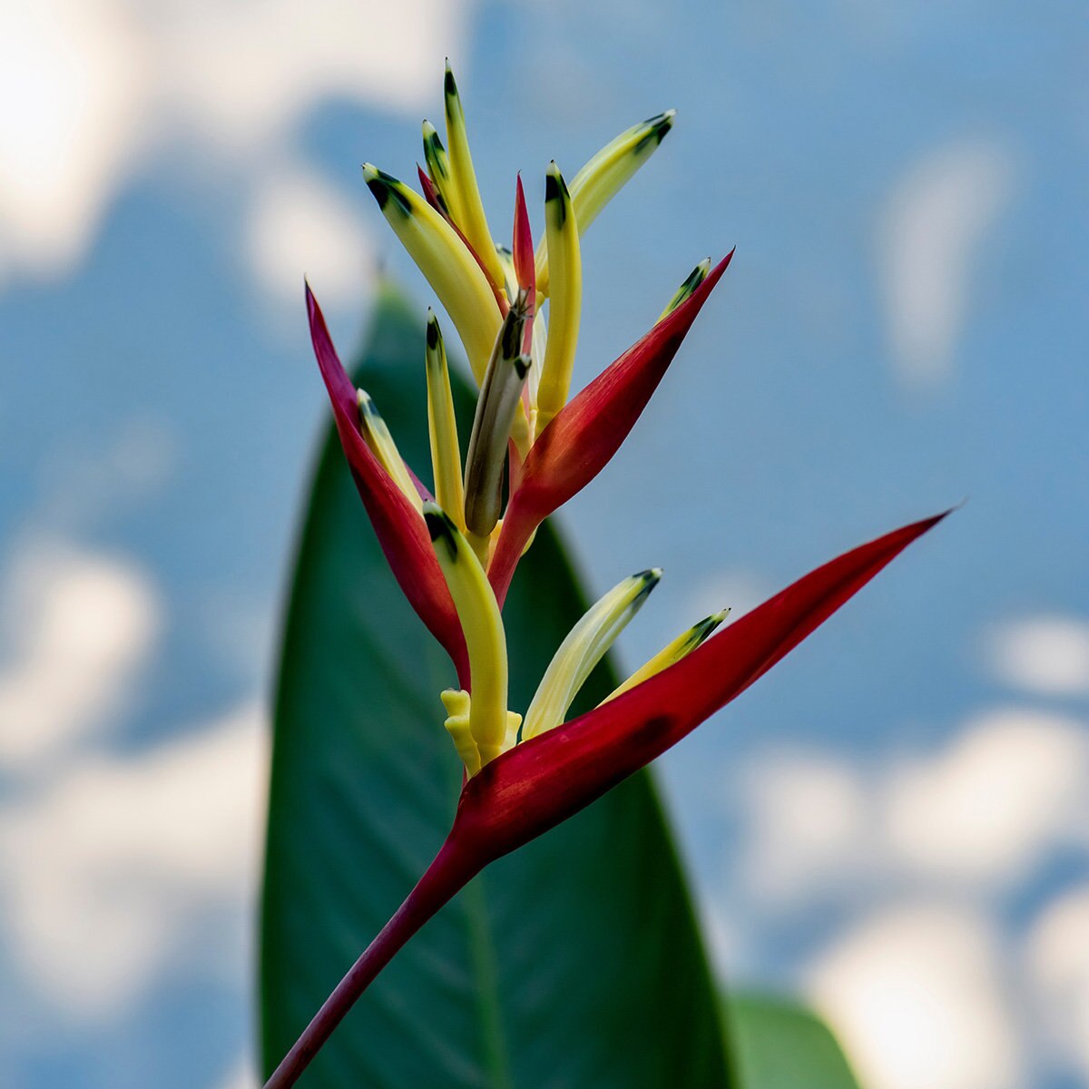 Heliconia Psittacorum Lady Di Variegated Parakeet Flowe | SiteOne