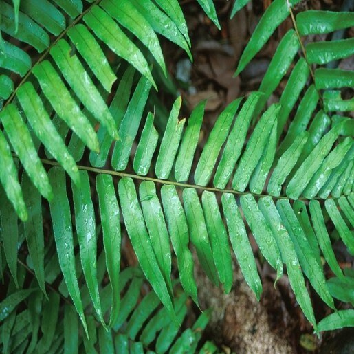 Nephrolepis Biserrata Macho Giant Sword Fern | SiteOne