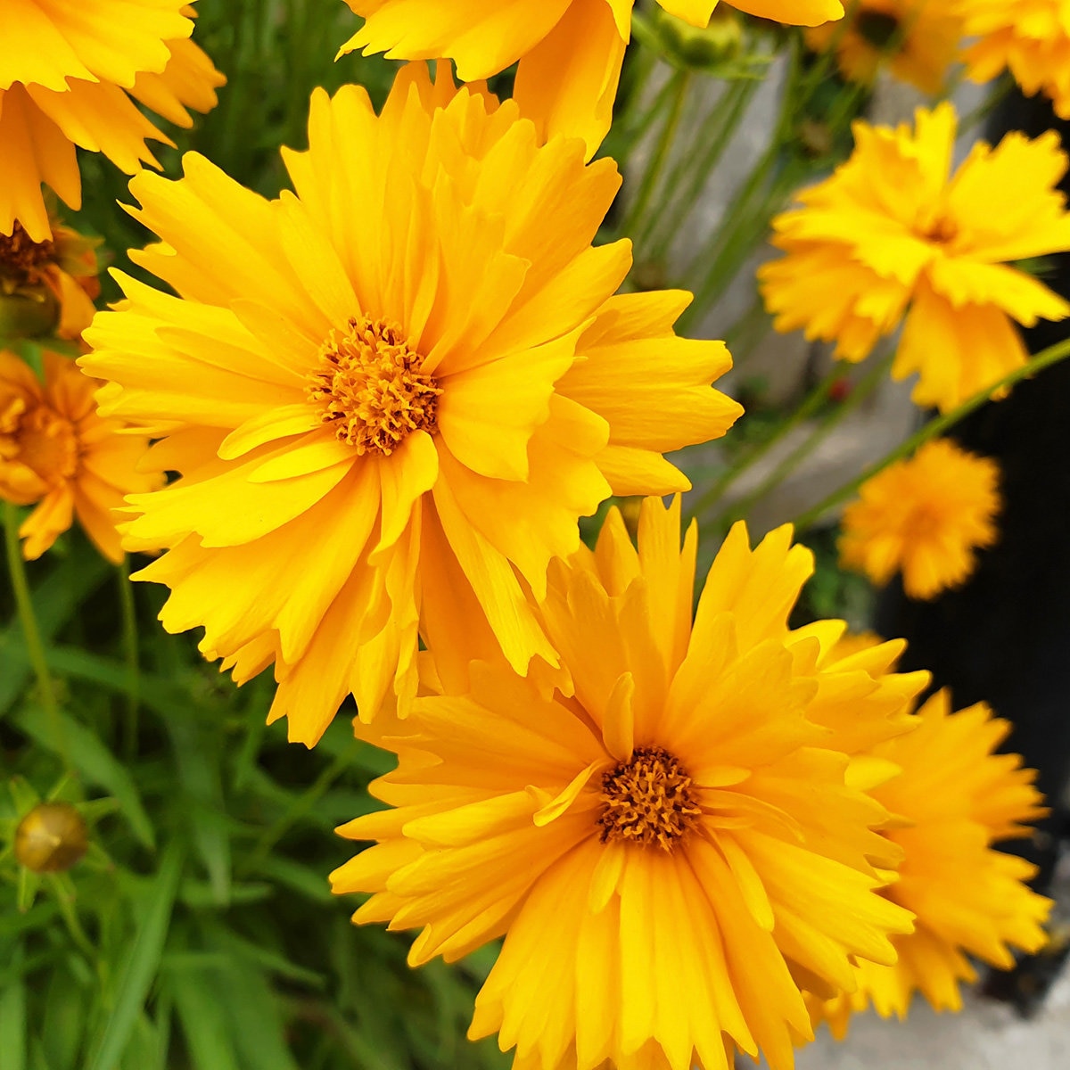 Coreopsis Grandiflora Presto Tickseed | SiteOne