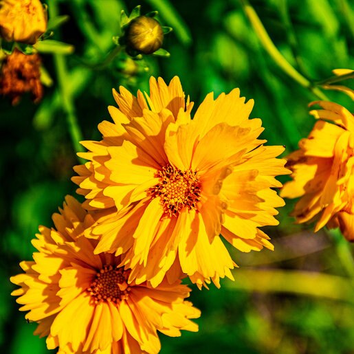 Coreopsis Grandiflora Presto Tickseed | SiteOne