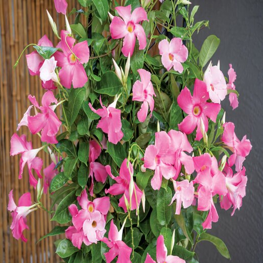 Mandevilla X Sun Parasol Giant Dark Pink Mandevilla | SiteOne