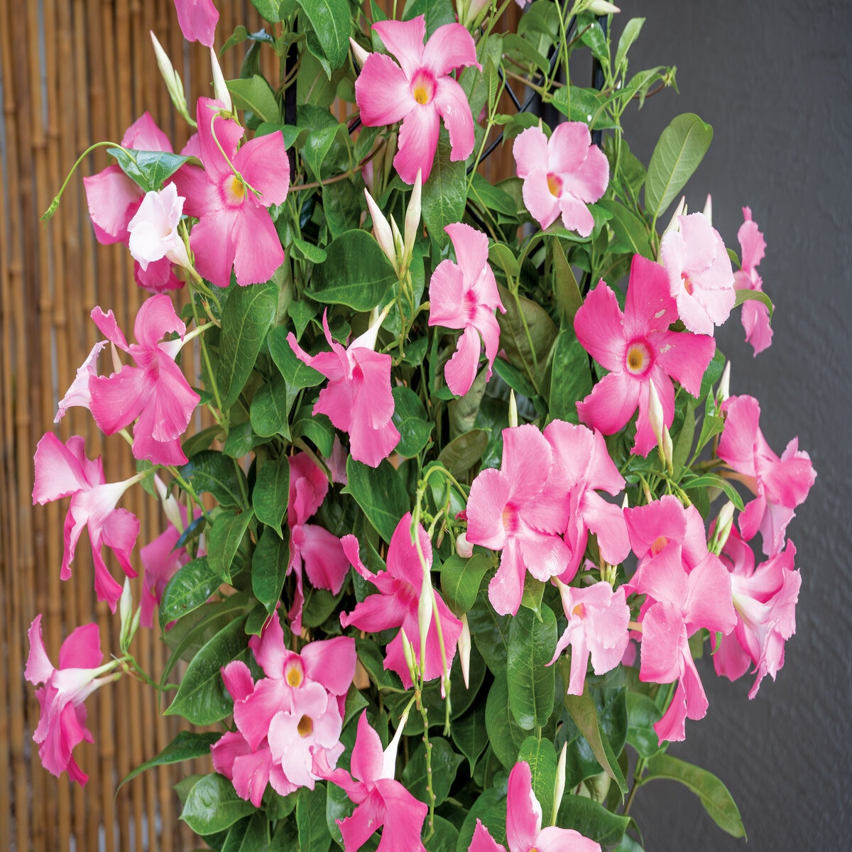 Mandevilla X Sun Parasol Giant Dark Pink Mandevilla | SiteOne