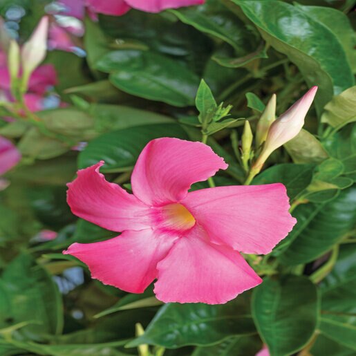 Mandevilla X Sun Parasol Giant Dark Pink Mandevilla | SiteOne