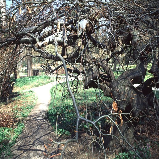 Fagus Sylvatica Tortuosa Contorted European Beech | SiteOne