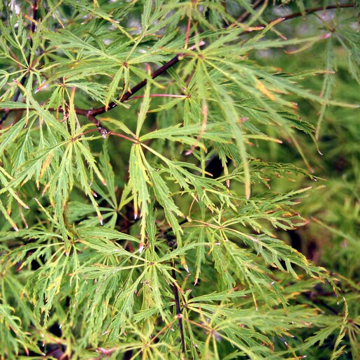 Acer Palmatum var. Dissectum Baldsmith Cutleaf Japanese | SiteOne