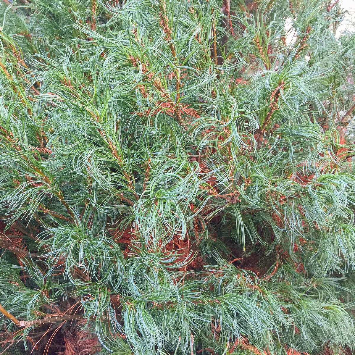 Pinus Strobus Tiny Kurls Eastern White Pine | SiteOne