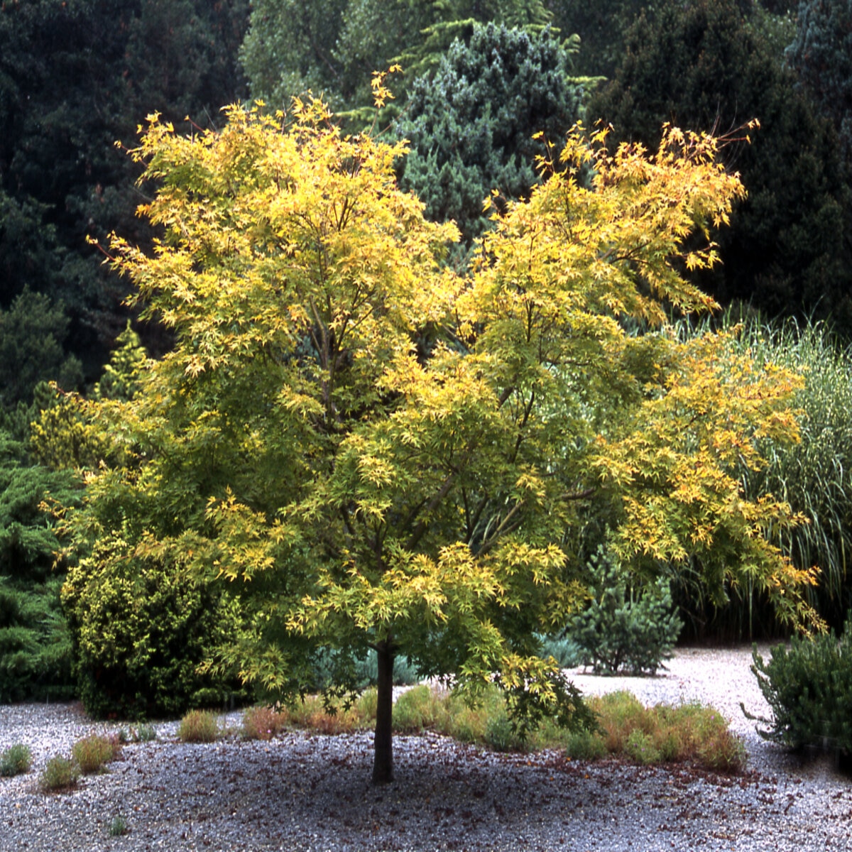 Acer Palmatum Japanese Sunrise Coral Bark Japanese Mapl | SiteOne