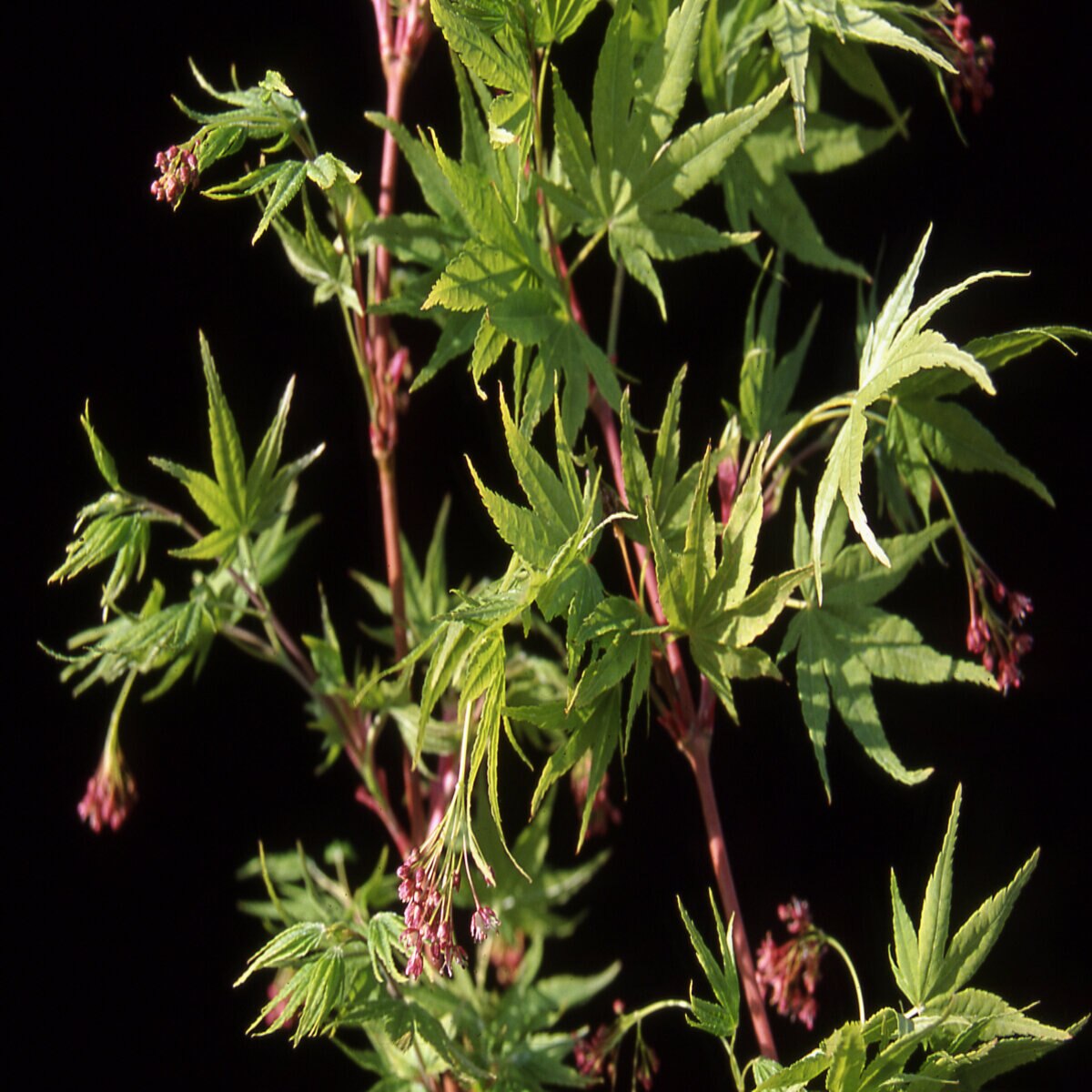Acer Palmatum Japanese Sunrise Coral Bark Japanese Mapl | SiteOne