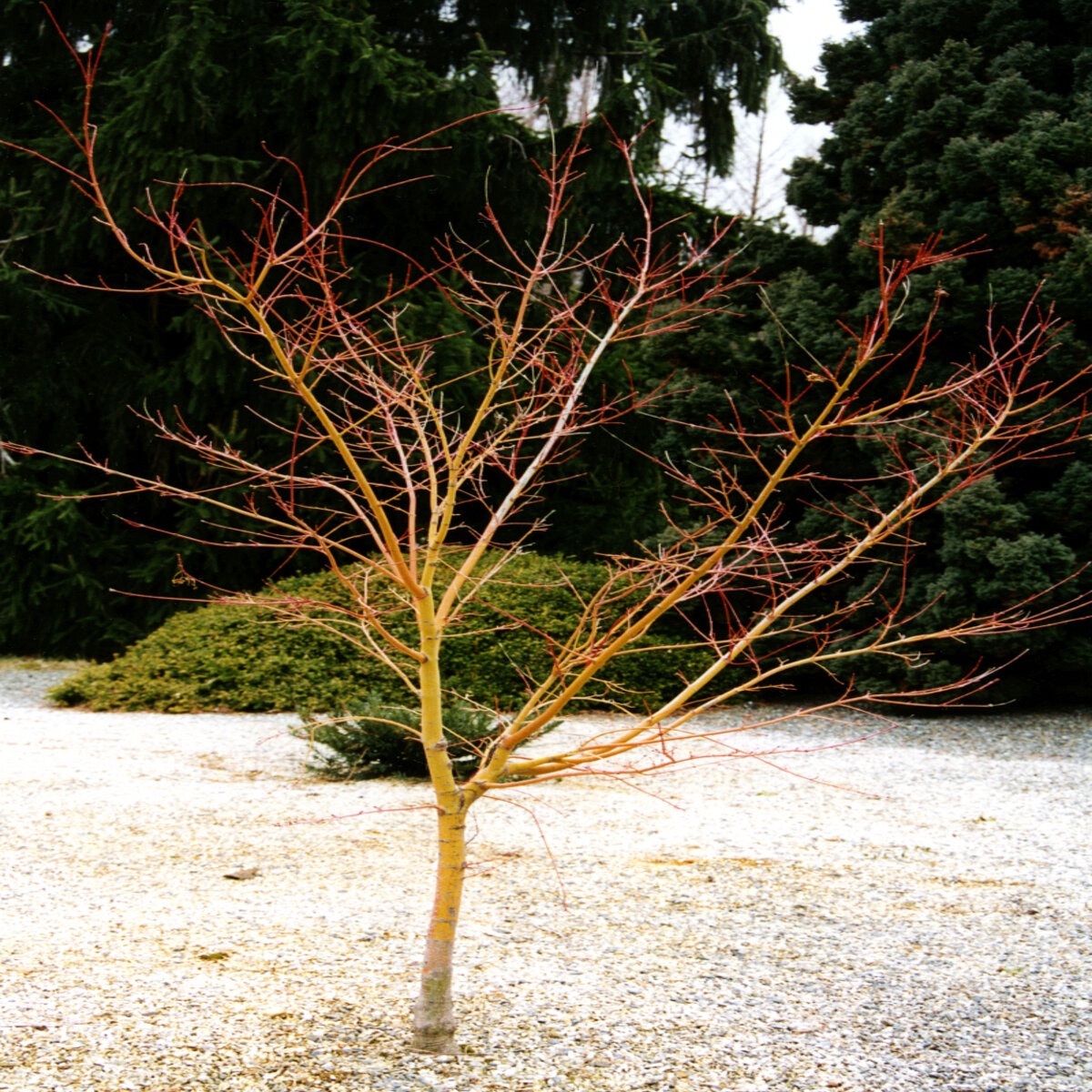 Acer Palmatum Japanese Sunrise Coral Bark Japanese Mapl | SiteOne