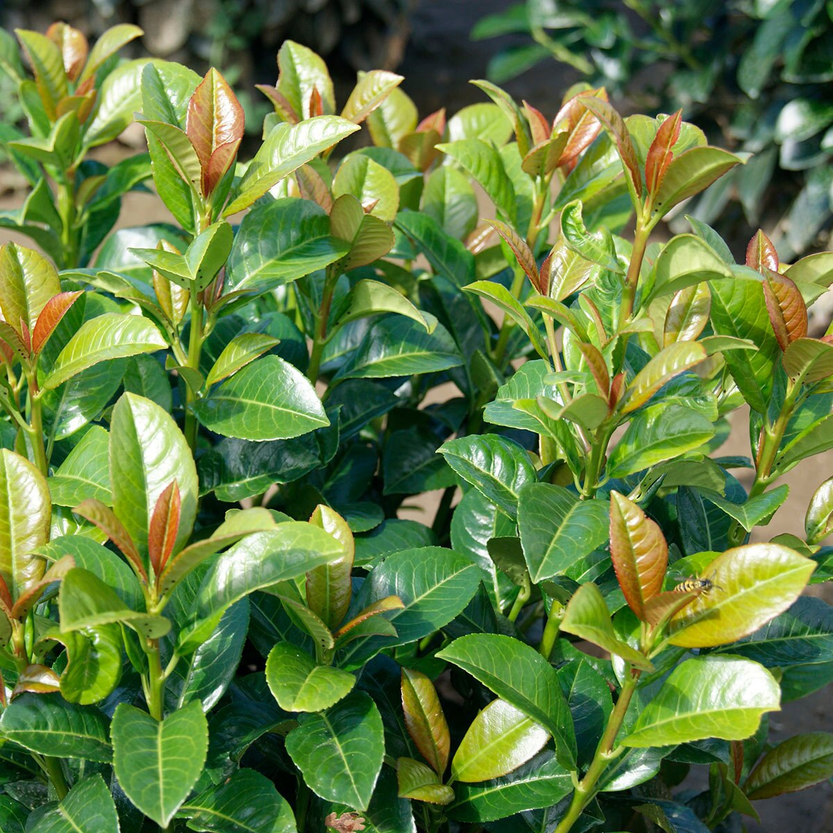 Prunus Laurocerasus Volcano English Laurel | SiteOne