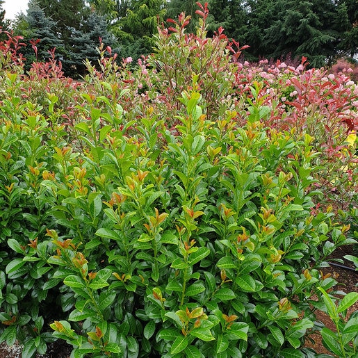 Prunus Laurocerasus Volcano English Laurel | SiteOne