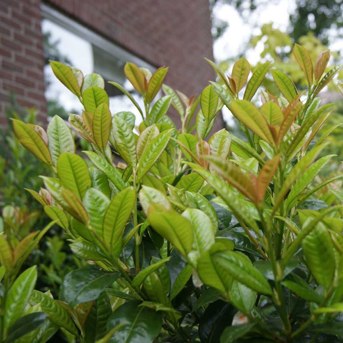 Prunus Laurocerasus Volcano English Laurel | SiteOne