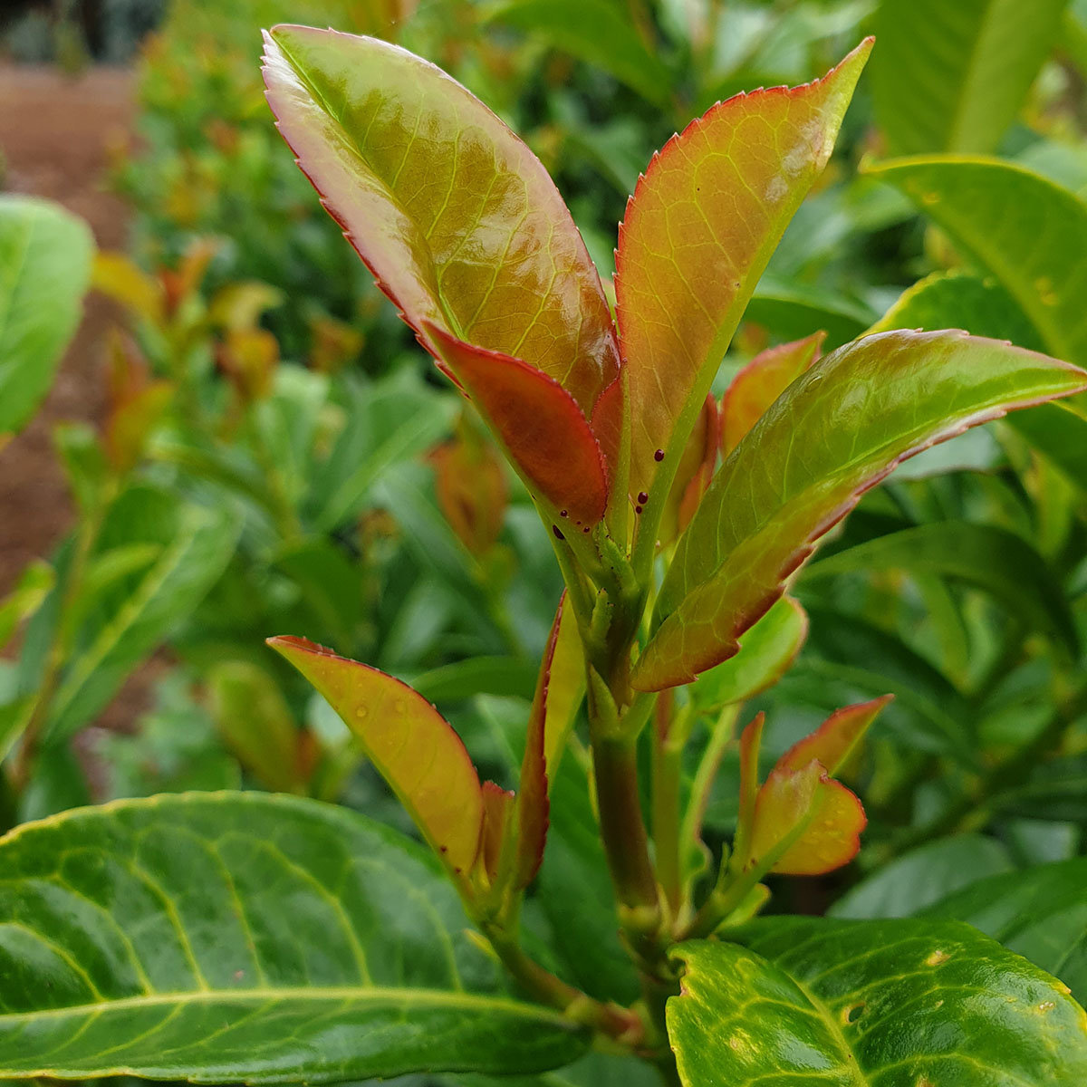 Prunus Laurocerasus Volcano English Laurel | SiteOne