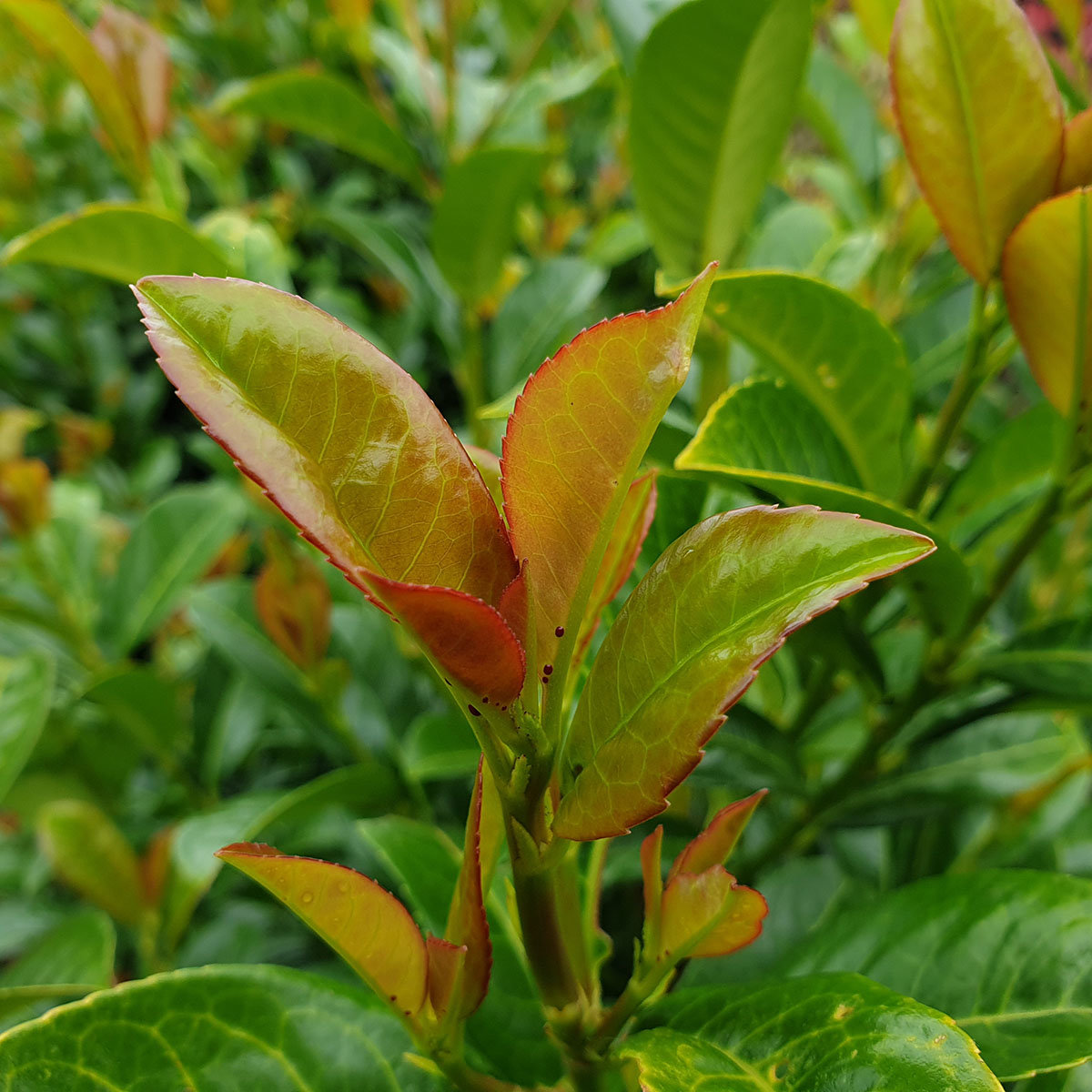 Prunus Laurocerasus Volcano English Laurel | SiteOne