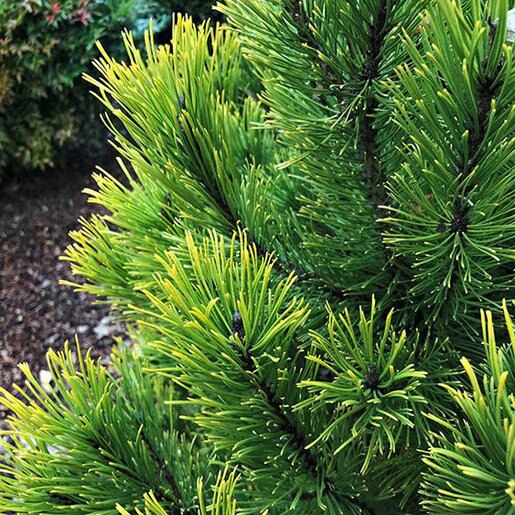 Pinus Mugo Carstens Wintergold Dwarf Mountain Pine | SiteOne