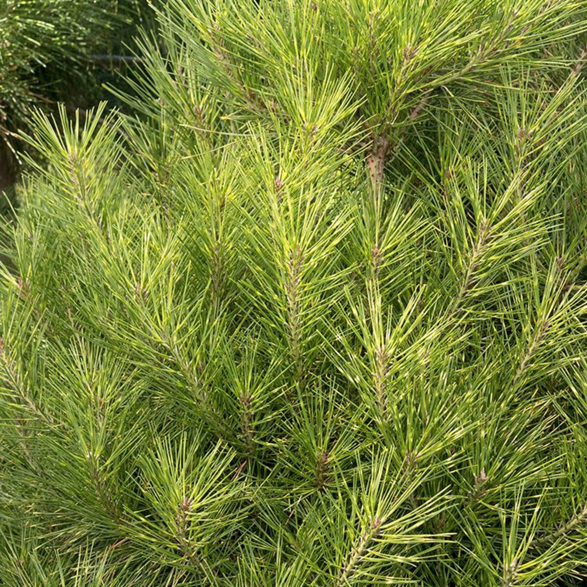 Pinus Densiflora Golden Ghost Japanese Red Pine | SiteOne