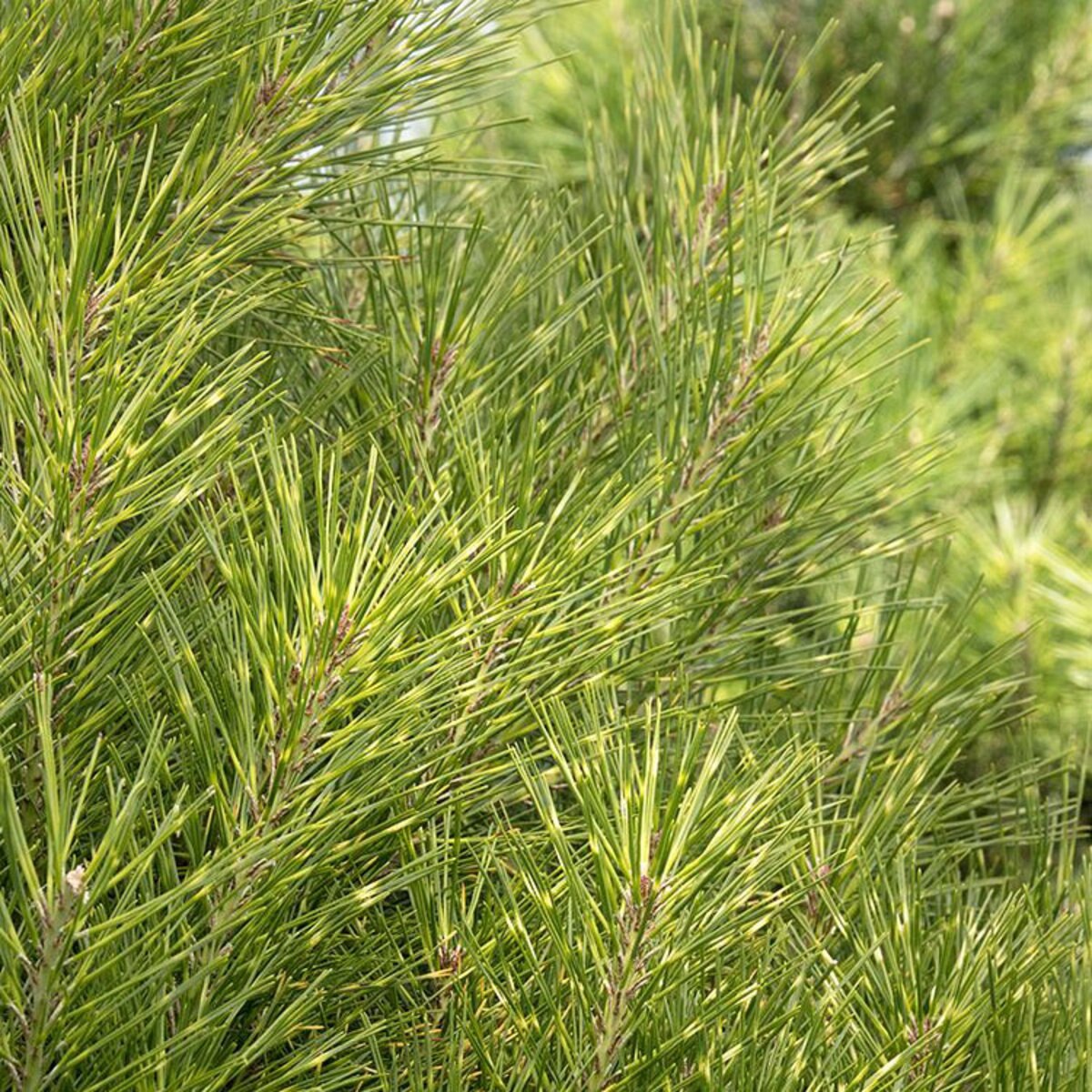 Pinus Densiflora Golden Ghost Japanese Red Pine | SiteOne