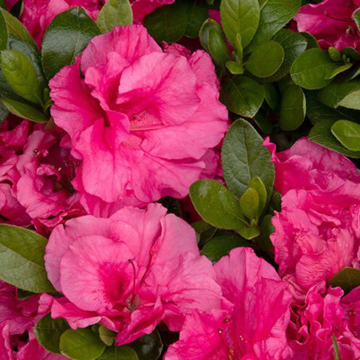 Rhododendron X Double Shot Watermelon Azalea | SiteOne