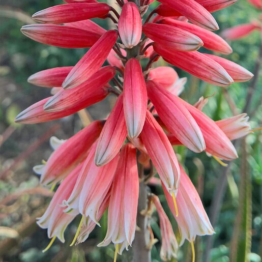 Aloe X Safari Rose Aloe | SiteOne