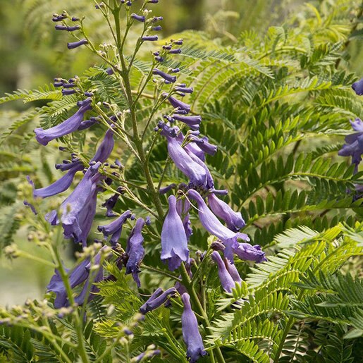 Jacaranda Mimosifolia Bonsai Blue Dwarf Jacaranda | SiteOne