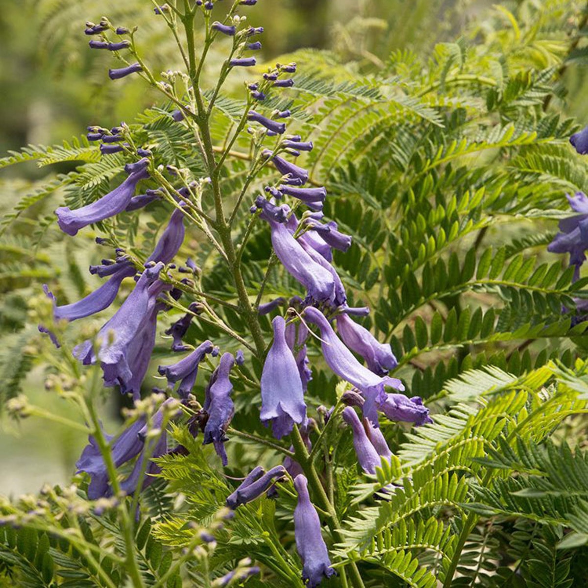 Jacaranda Mimosifolia Bonsai Blue Dwarf Jacaranda | SiteOne